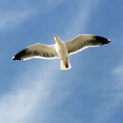 Stream Red Sun by Seven Seagulls | Listen online for free on SoundCloud