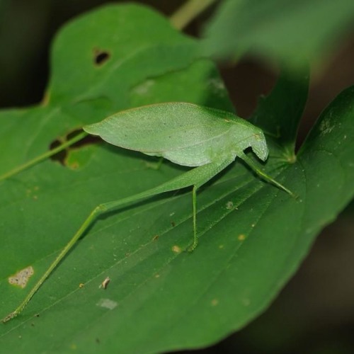 Stream Eakin Park Northern Virginia Singing Insects by Stella Aquilina ...