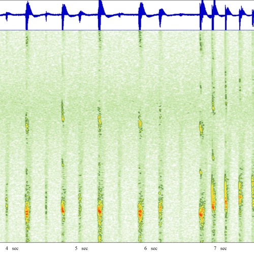 Stream Bat 9 Noctule With Feeding Buzz by battybotanista | Listen ...
