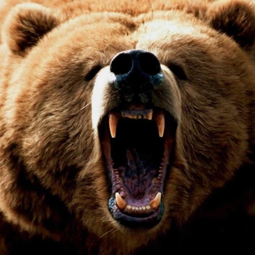 Stream Bear (Oso Hardcore) - Erik (Mi sobrinito 4 años) by JARA-B ...