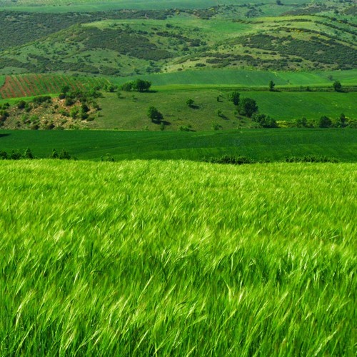 Stream The Wind That Shakes The Barley (Cover) by Darragh Shannon ...