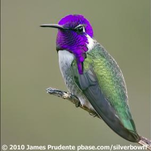 Stream BIRDNOTE: 5/30/13--Spring Rain Refreshes a Desert by Michael Stein 5 | Listen online for ...