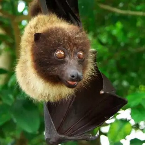 Stream Bat's Crying at Zanpa Beach by PatricMan | Listen online for ...