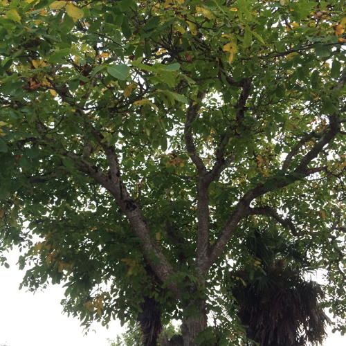 Stream Keane --> 'Underneath The Walnut Tree' - (demo) by Vibey Studios ...