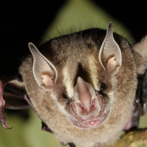 Stream Emma Teeling by UCD Research | Listen online for free on SoundCloud