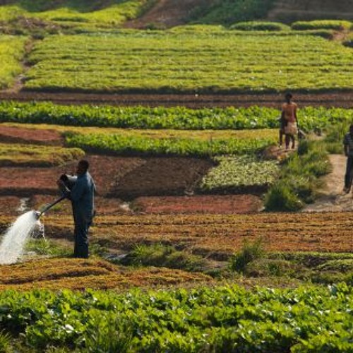 Stream Rigobert Maboundou, Ministre de l’Agriculture et de l’Elevage ...