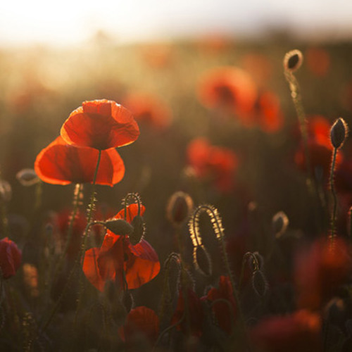 Stream The Poppy Fields (solo piano) by Fiona Lander Composer | Listen ...