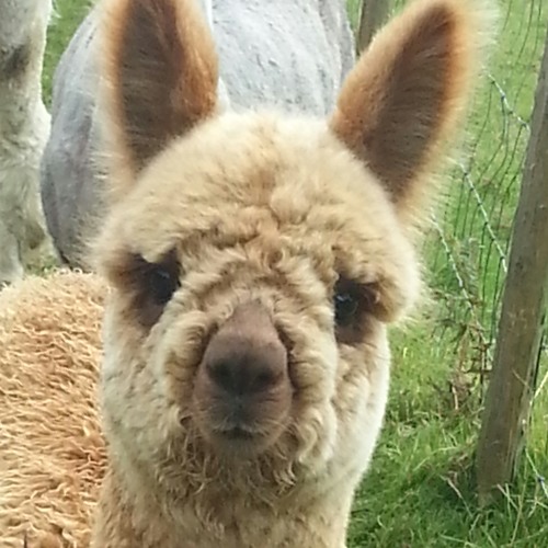 Stream Waterfall Alpaca Farm WestCork by EcoActiveEvents.com | Listen ...