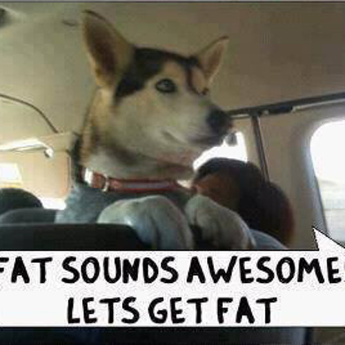 Lets Get Fat Dog Meme