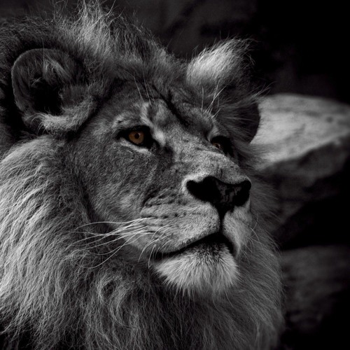 Stream E V Simoni Listen To Flydentity Crisis Playlist Online For