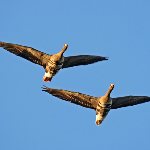 Stream Greater White-fronted Goose - migration call by Timo Roeke ...