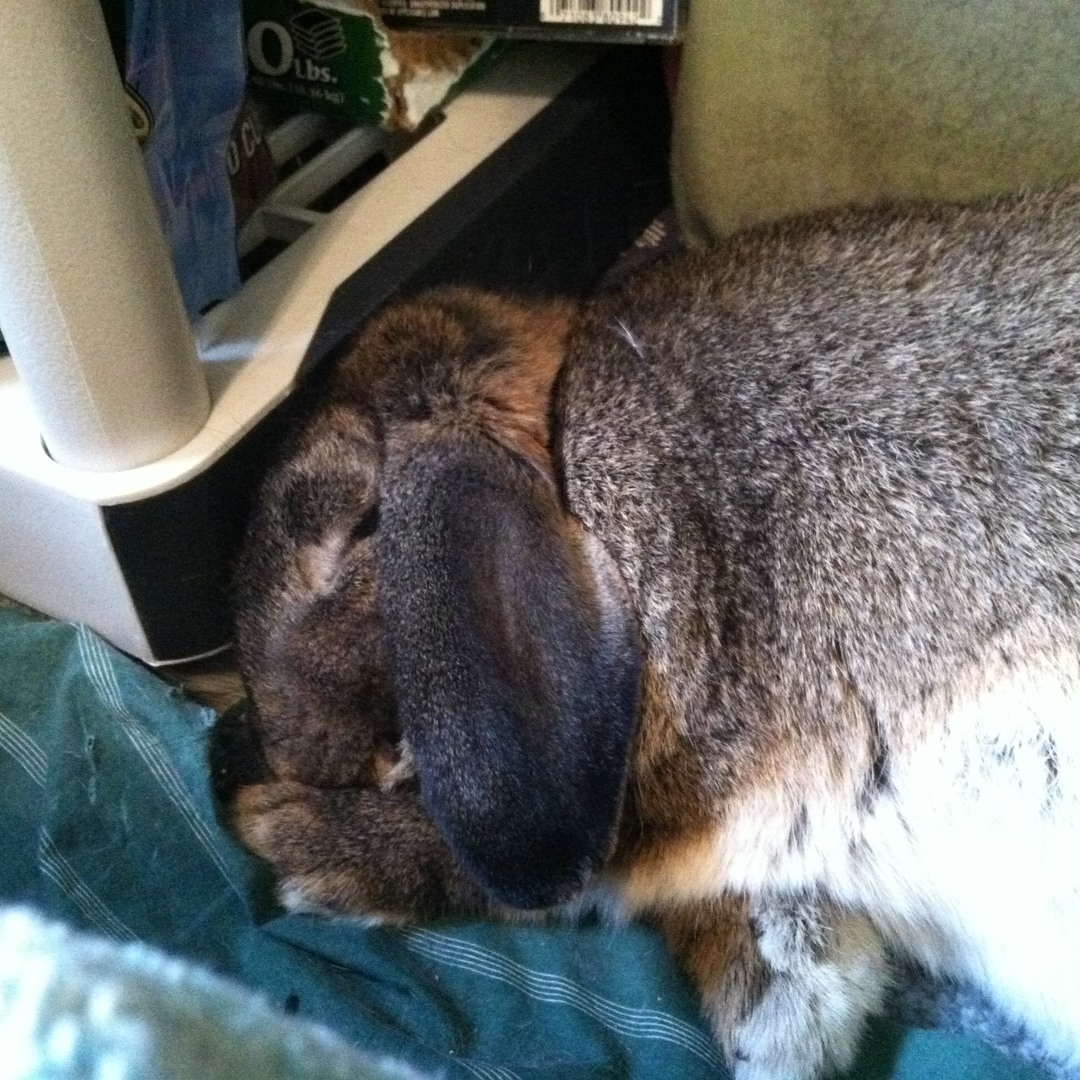 Stream Thomas The Hare Original Music By Steven Lowden by Lisa ...