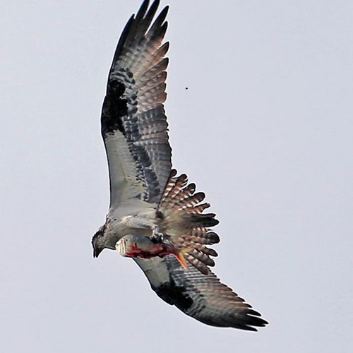 Stream Victorious Osprey Catch Poem by Bird Poems and Songs | Listen ...