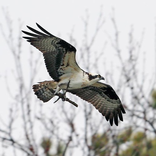 Stream Osprey Poem by Bird Poems and Songs | Listen online for free on ...