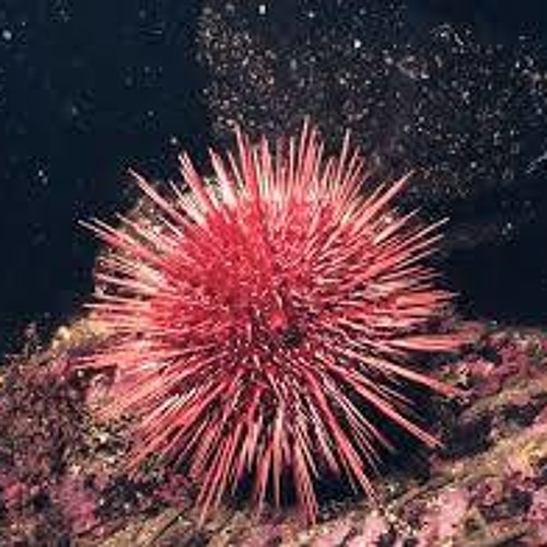 Pink Rose Urchin