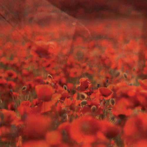 Stream 'A Dead Boche' from The Cool Web, by Jools Scott & Sue Curtis by ...