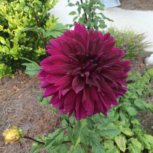 Stream Oka Venuvu - Phani by Phani Dokka | Listen online for free on ...