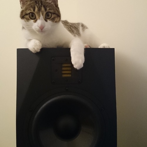 Stream Enrique Kado & David Kado- Tara The Cat PREVIEW by EKDK | Listen ...