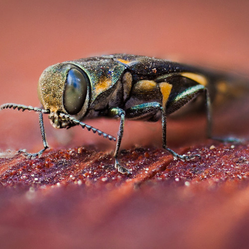 Stream Oak Tree Killer Re-Do by Jeanette Kazmierczak | Listen online ...