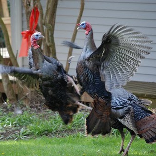 Stream Chet Asher | Listen to Jive turkey playlist online for free on ...