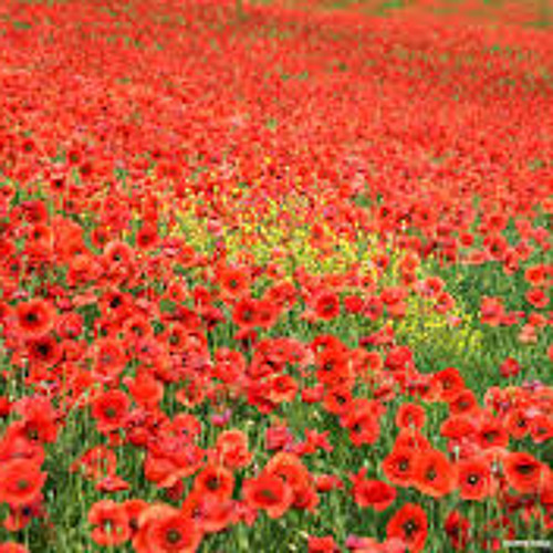 Stream remember a day by ian roscoe | Listen online for free on SoundCloud