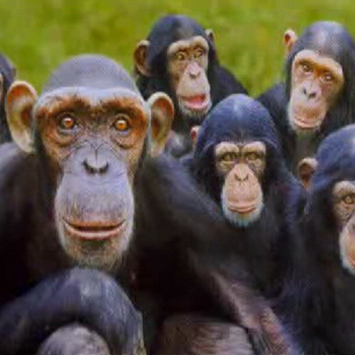 Stream MyComposition: Seven Monkeys by Skippy Studio | Listen online ...