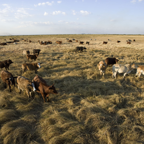 Stream Why we should eat less meat by WWF South Africa | Listen online ...