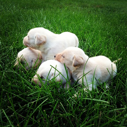 Stream Amber Magnussen | Listen to 2 playlist online for free on SoundCloud