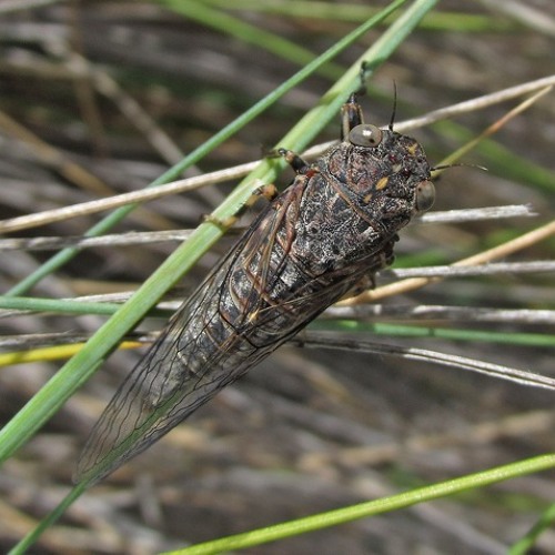 Stream SMALL GREY CICADA SC 031214 by Vicki Powys | Listen online for ...