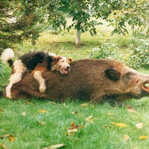 Stream Useless Dog by Clay Tallstories 1 | Listen online for free on ...