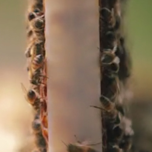 Stream The Menu on Monocle24: Alveole Teaches Montreal Beekeeping by ...