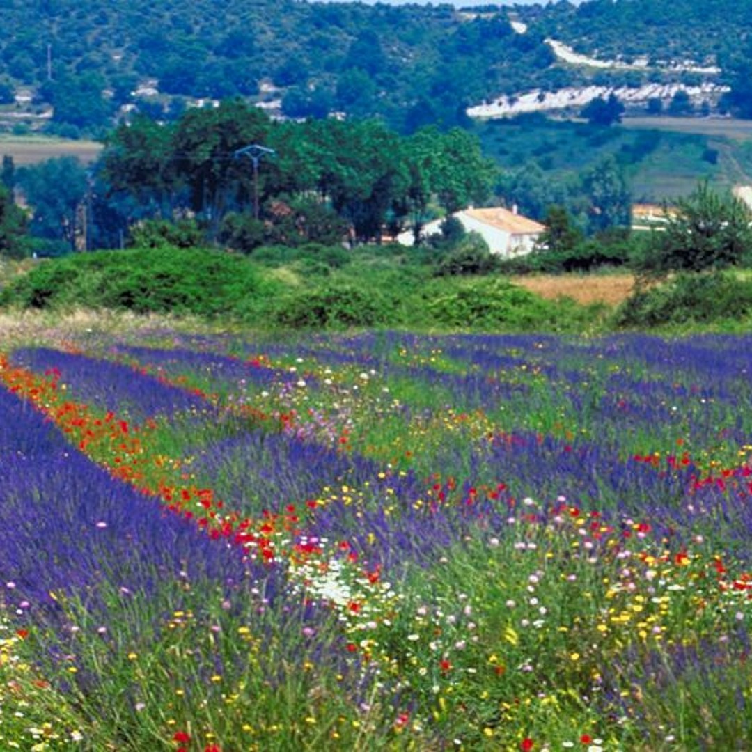 Stream Paule Maurice - Tableaux De Provence by Phil Pierick, saxophone ...