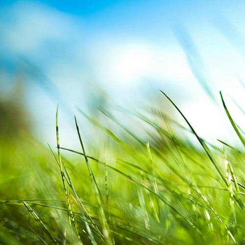 Stream Laputa castle in the sky(天空之城） guitar cover by Phang Yu Hui ...