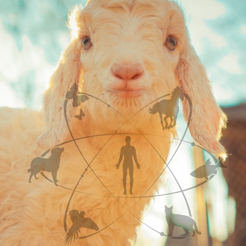 Stream episode Emotions, memory and social networks – of Goats by Human ...