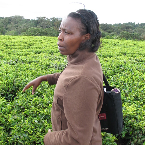 Stream Interview with KENVO's Leah Mwangi - by EcoAg's Krista Heiner by ...