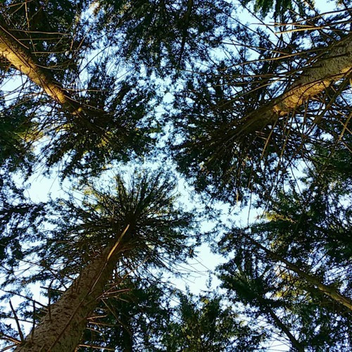 Stream The Moon Song (Karen O Cover) by Marissa Traina | Listen online ...