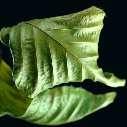 Stream Amet - 6 Bez 10 - Gaci Gaci by Mitaka Todorov | Listen online ...