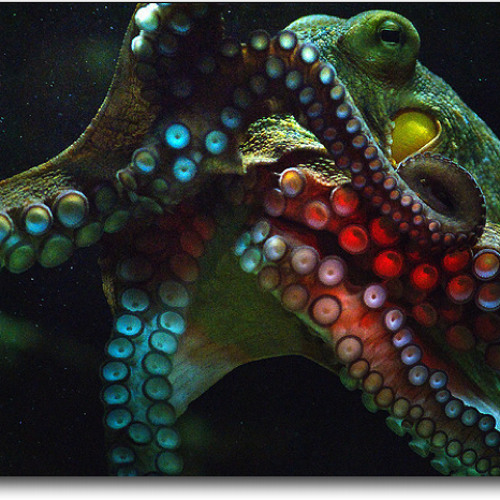 Stream Rusty Octopus by AcousmatiK | Listen online for free on SoundCloud