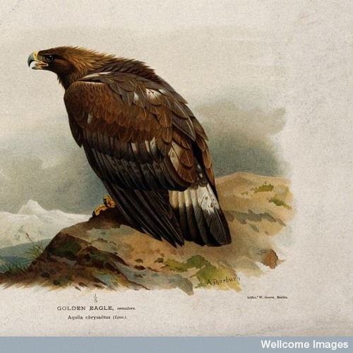 Stream Golden Eagle calls, Scottish Highlands, July 1969 by The British ...