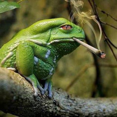 Stream The Techno Toad - Shindigary - They Say No We Say Techno! by ...