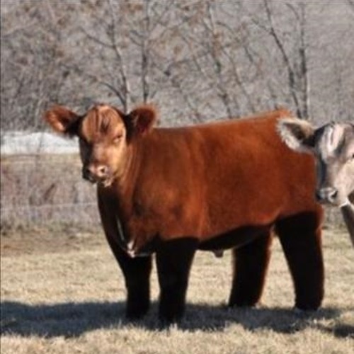 Stream Oxfoot by Anfim | Listen online for free on SoundCloud