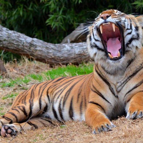 Stream A Barking Tiger? Tulsa Zoo's Malayan Tiger Jin by The Prusten ...