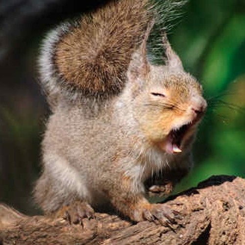 Sleepy Time Squirrel