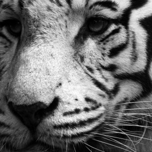 Stream Soundclash 2015 - Stuart Moffat - House by Animal Principles ...