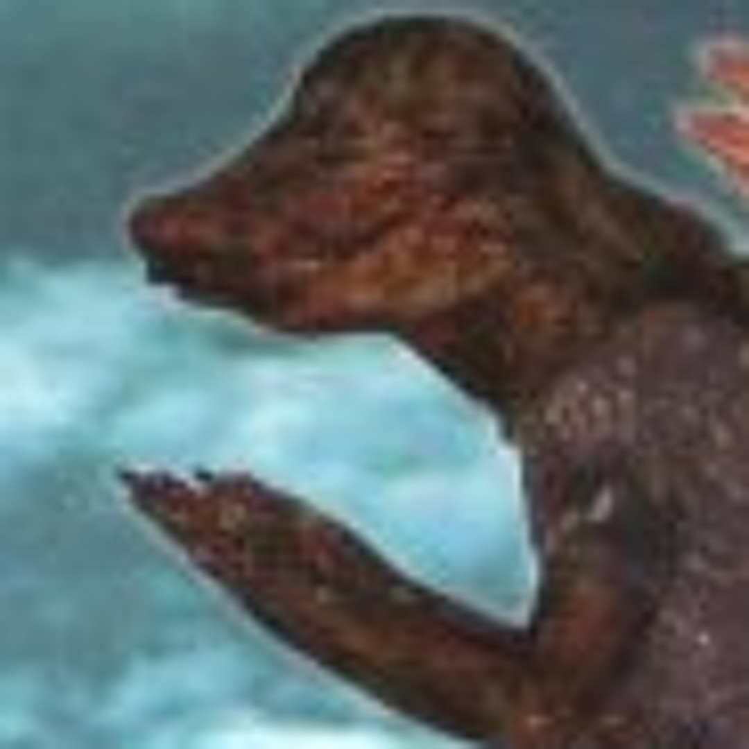 Stream Drunk Animorphs by someone who has never read the series. by ...