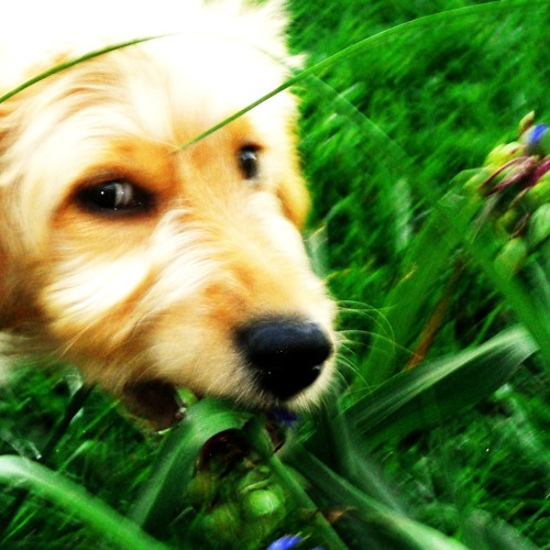 Stream Speaking of Dogs Mar 7th 2015 by Judy Croon | Listen online for ...