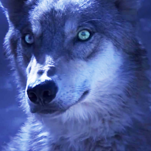 Stream Wild Wolves (Tengri Souls in Mongolian Steppes) by sonotherapia ...