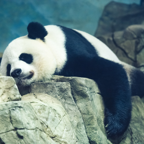 Stream Falling In Love by Pacific Panda | Listen online for free on ...