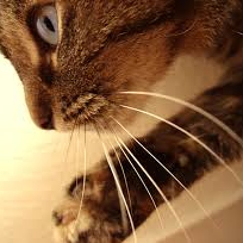 Stream We'll Follow Our Whiskers (Life Is A Journey).WAV by Barbara ...