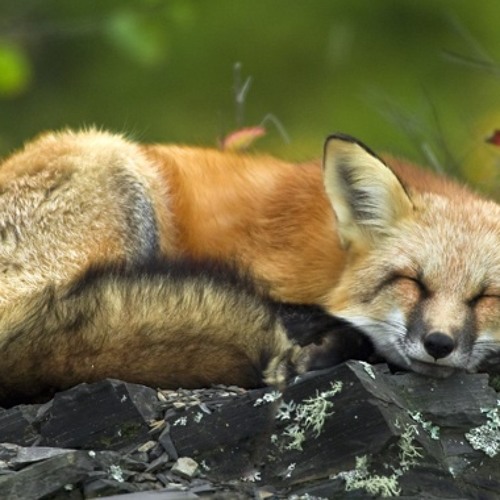 Stream Blackwervolk - True Story(Fox Lullaby) by Black Wervolk | Listen ...